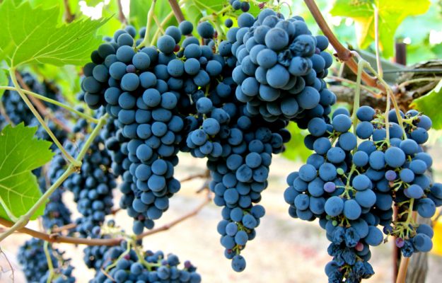 “Oggi un vitigno non va considerato autoctono per dove nasce, ma per ...