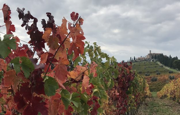 La vigna, pianta antica e nobile, in uno dei sui spettacoli più belli ...