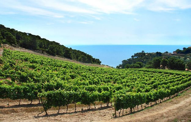 Arriva l’annata 2020 di Gorgona, il Cru “del riscatto” che nasce nell ...