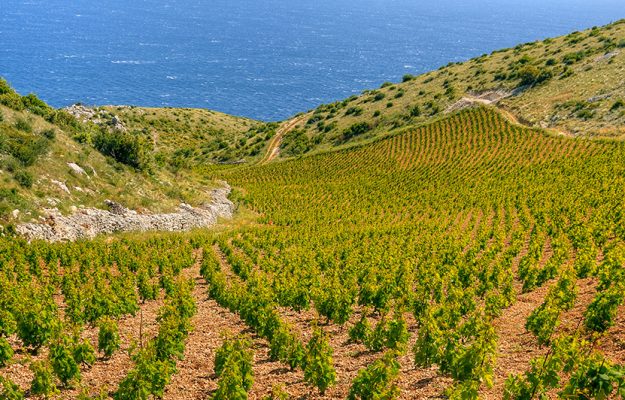 Prosek, la campana della Croazia: è un vino prodotto sotto questo nome ...