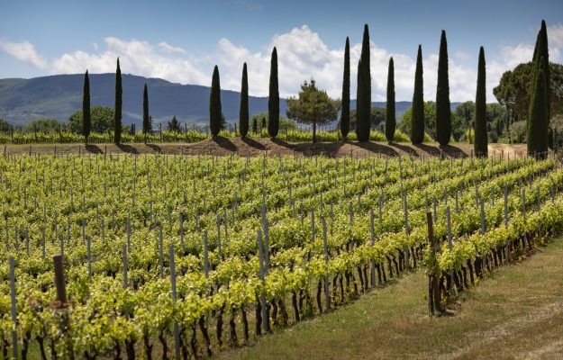 In Montepulciano Bindella acquires Le Casalte: total investment of 17 ...