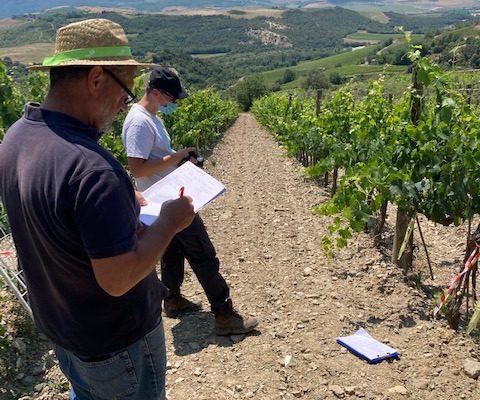 Il protocollo Escafix contro il Mal dell’Esca svela i propri successi ...