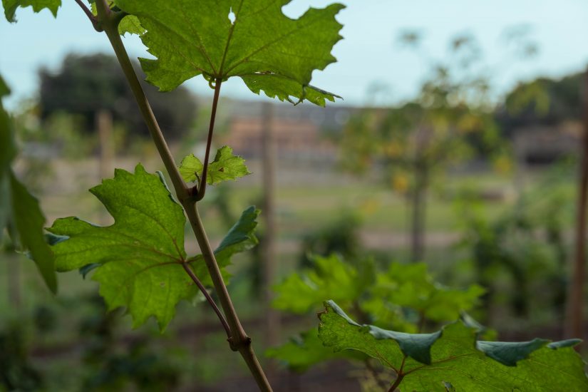 From Vigna Barberini, the history of wine in ancient Rome between ...