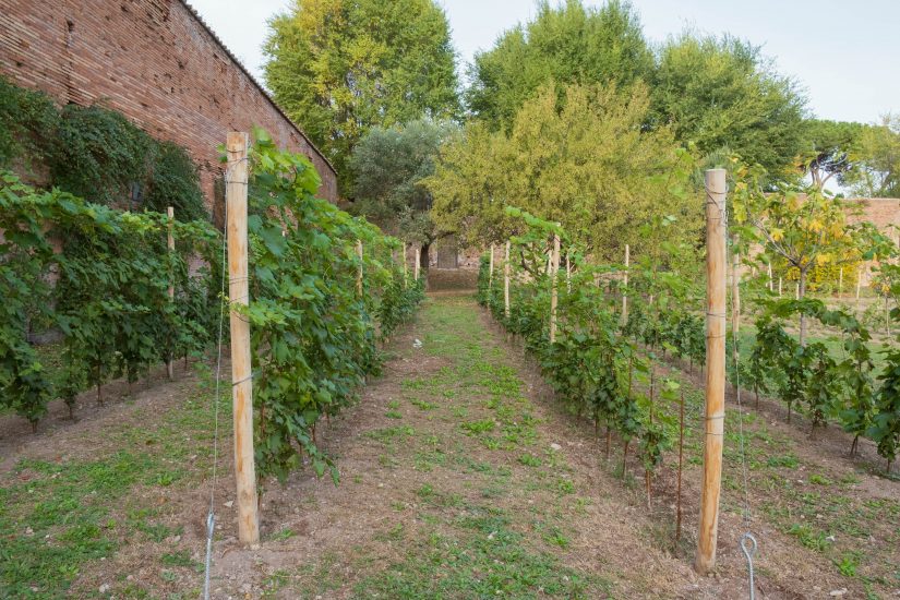 From Vigna Barberini, the history of wine in ancient Rome between ...