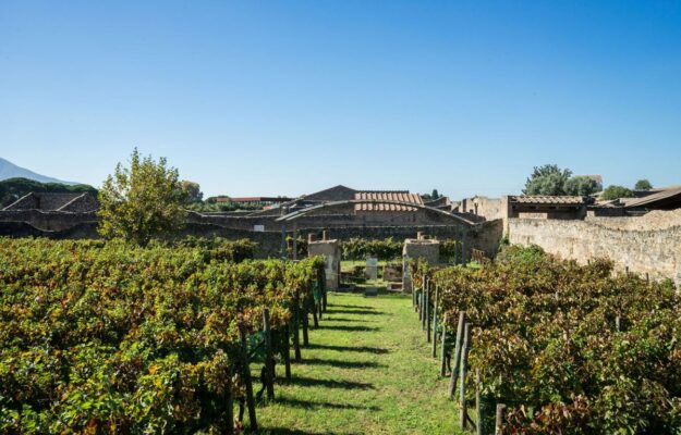 Il sogno di Pompei: la rinascita del “vino pompeiano” frutto di una ...