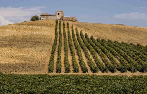 Consorzio Vini Doc Sicilia, 131 new alleged clones of Sicilian vine ...