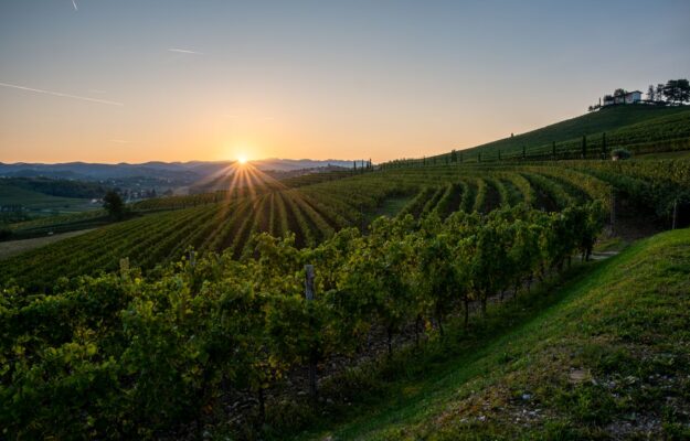 Collio is one of the most loved wine regions among wine enthusiasts. It ...